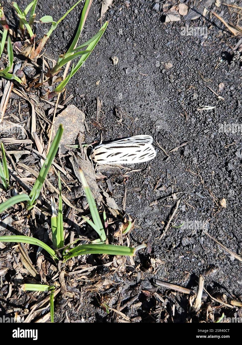 Arge Moth (Apantesis arge), Insecta, Mission Creek, KS, USA Stock Photo ...