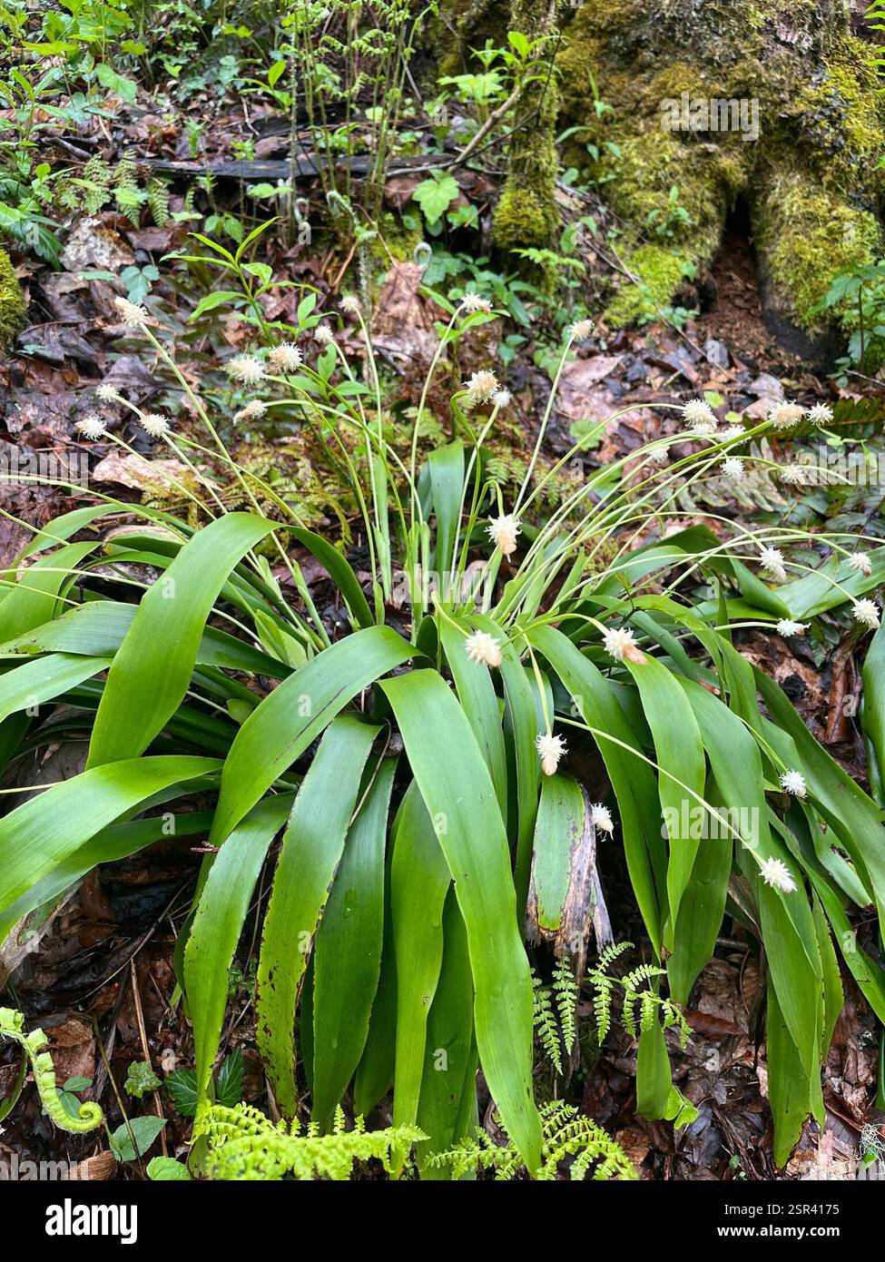 Fraser's Sedge (Carex fraseriana), Plantae, North Carolina, US Stock ...
