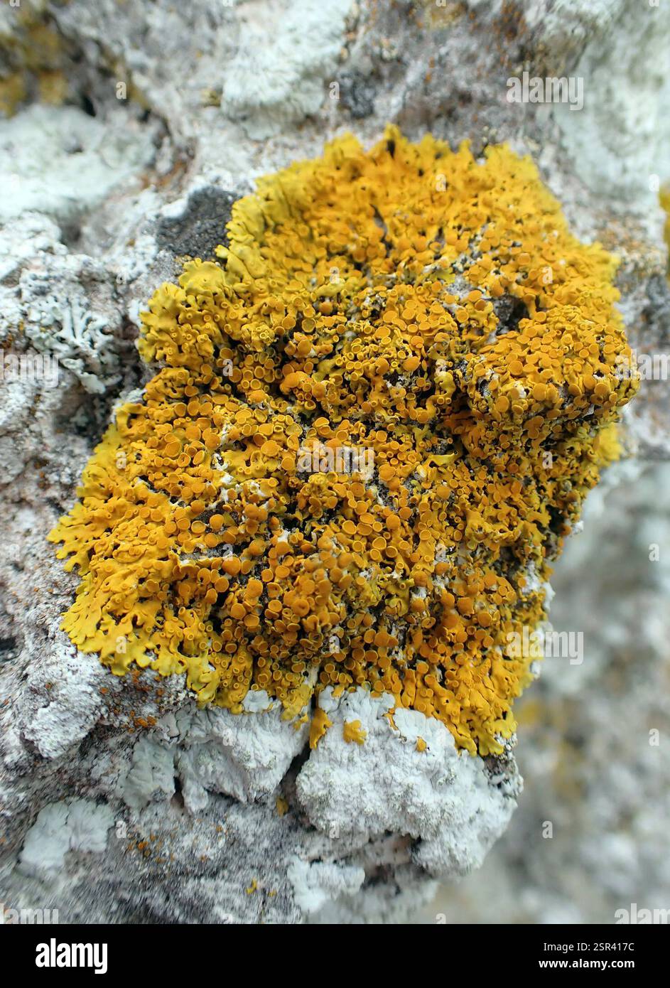 Common Sunburst Lichen (Xanthoria parietina), Fungi, Chatham Islands ...