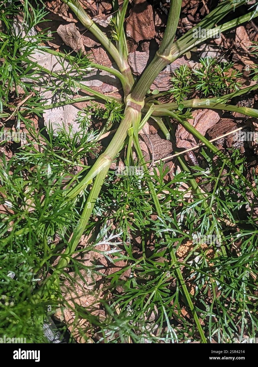 Marsh parsley (Cyclospermum leptophyllum), Plantae, Windsor Forest ...
