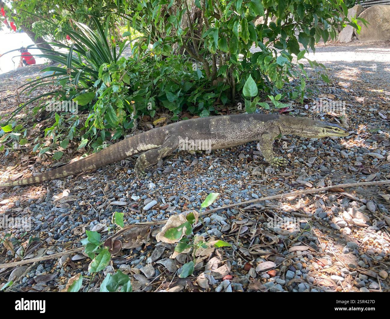 Eastern Argus Monitor (Varanus panoptes panoptes), Reptilia, The Great ...