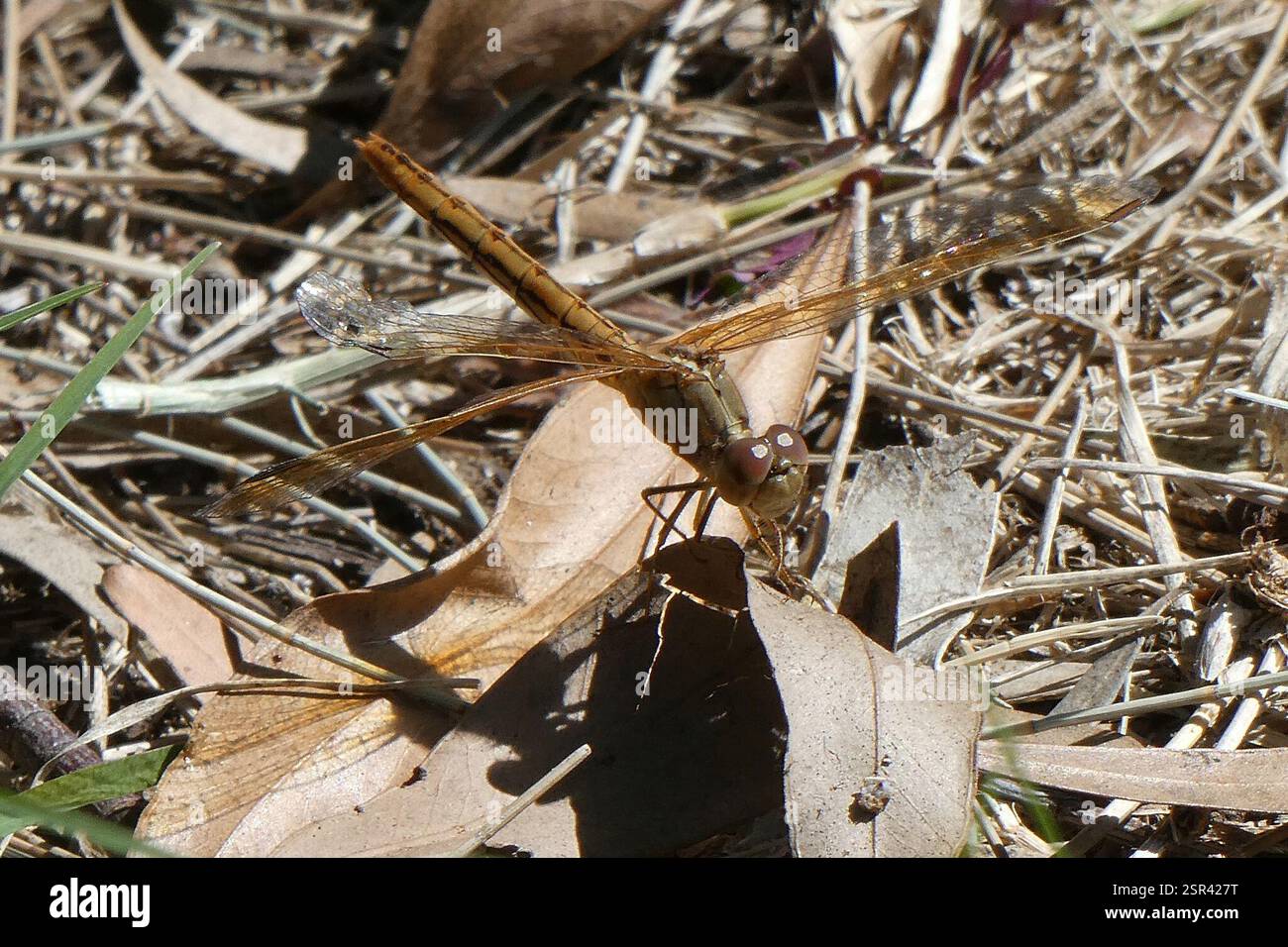 Scarlet Percher (Diplacodes haematodes), Insecta, Gatton QLD 4343 ...