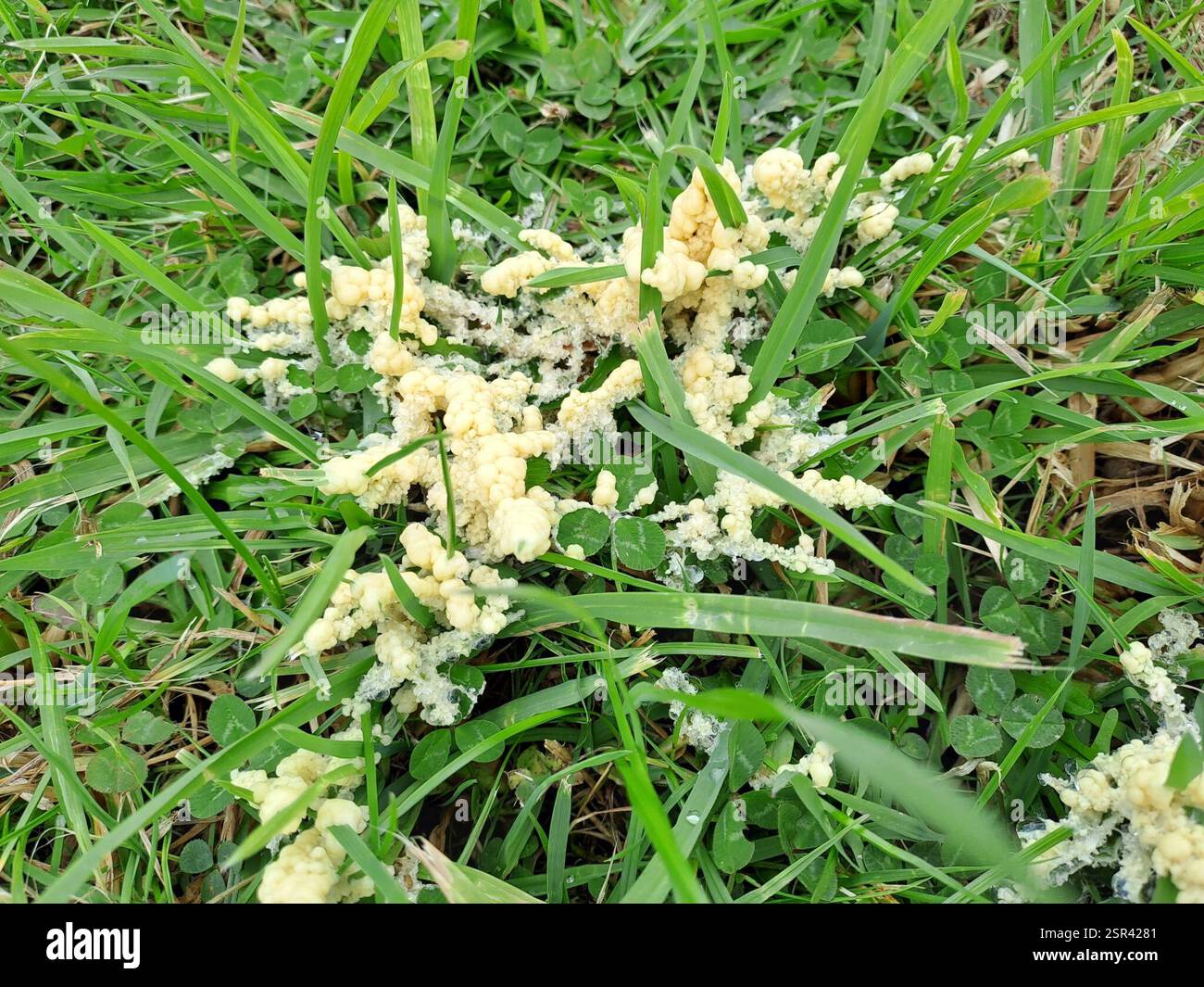 Dog Sick Slime Mould (Didymium spongiosum), Protozoa, Waihopai ...