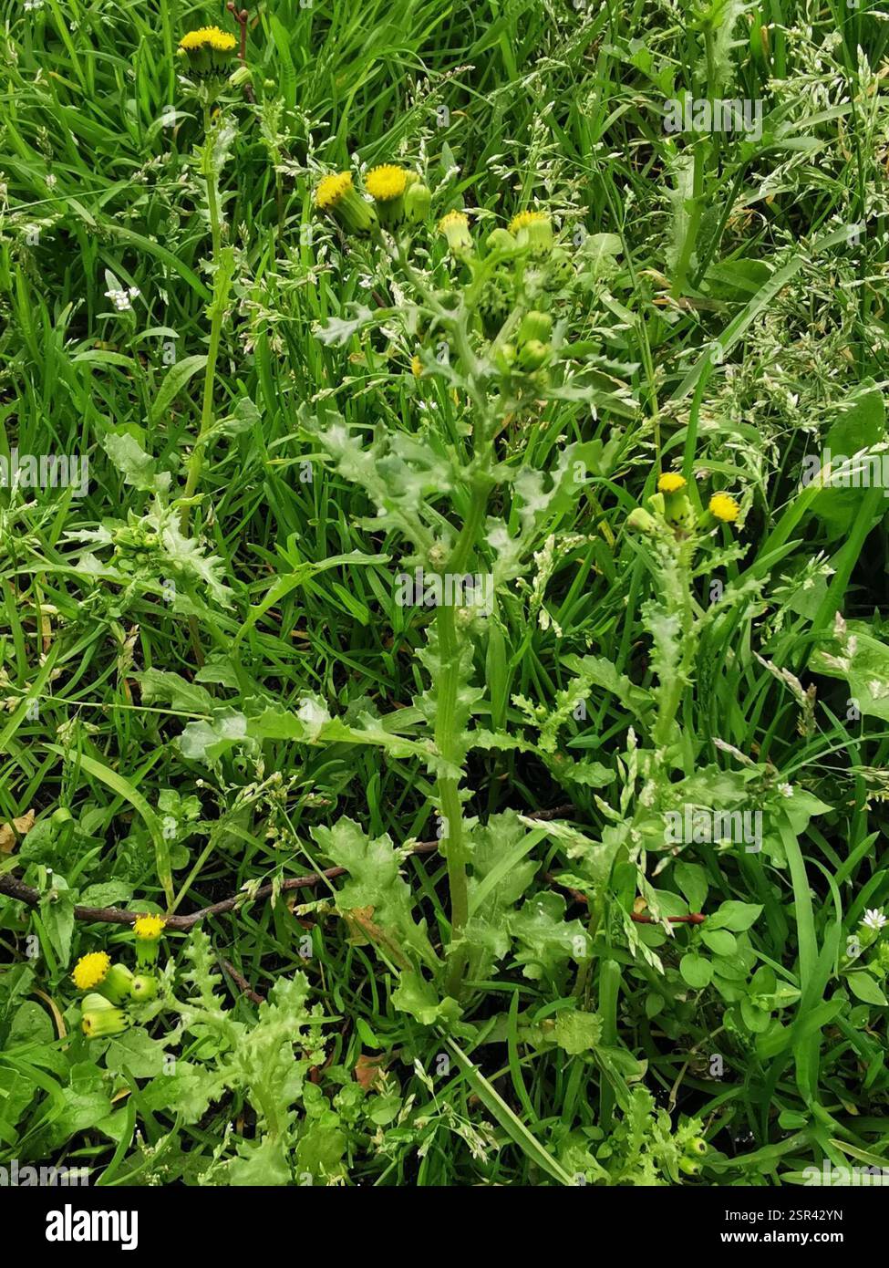 common groundsel (Senecio vulgaris), Plantae, Northern Quarter ...