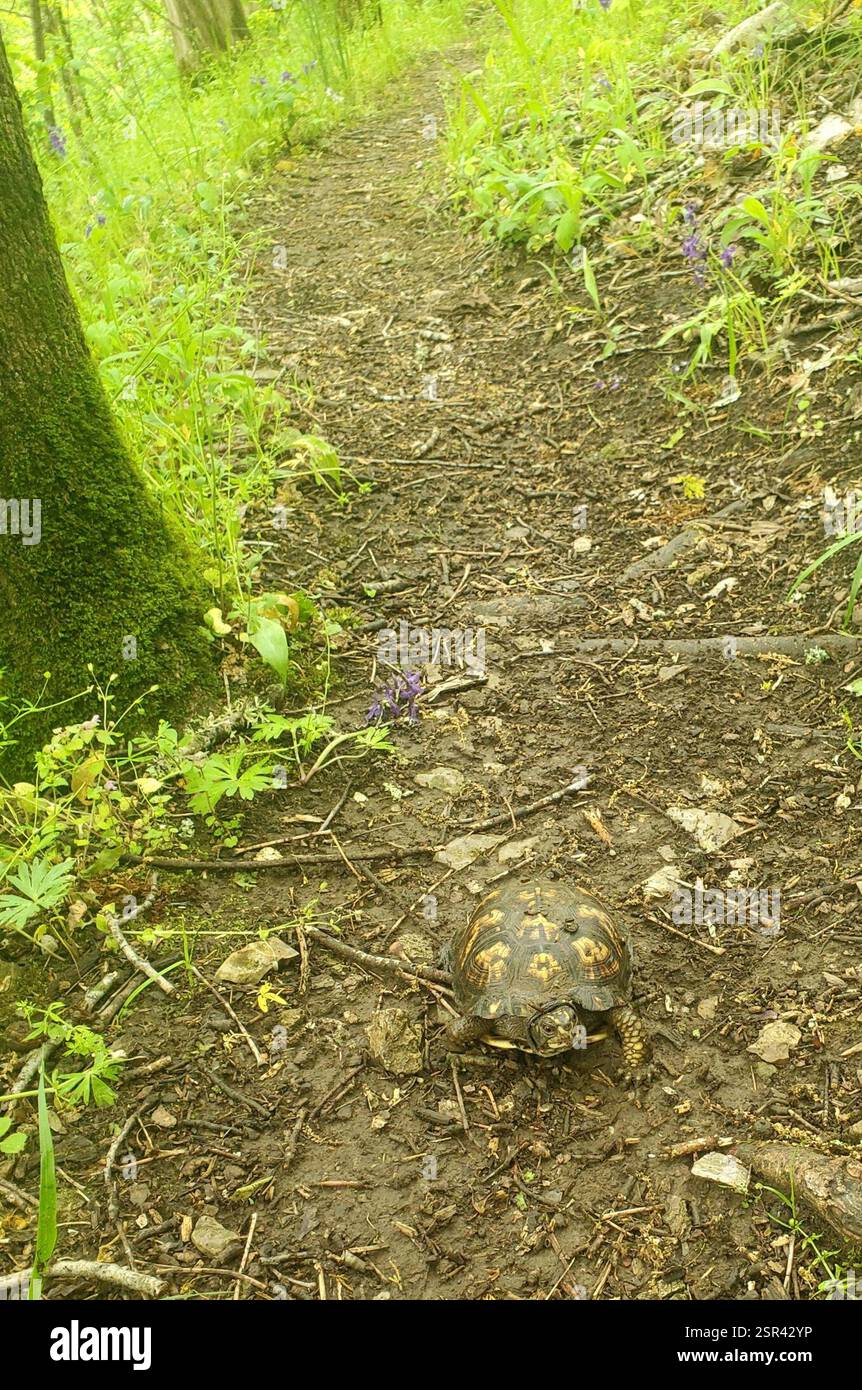 Eastern Box Turtle (Terrapene carolina carolina), Reptilia, Kentucky ...