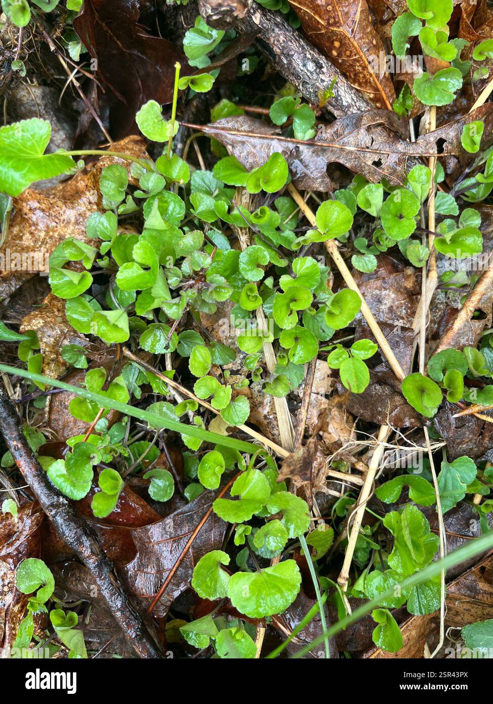 Appalachian violet (Viola appalachiensis), Plantae, North Carolina, US ...