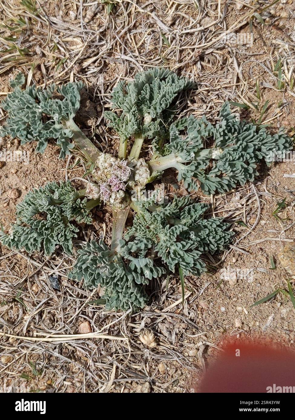 mountain springparsley (Vesper montanus), Plantae, Grover, CO 80729 ...