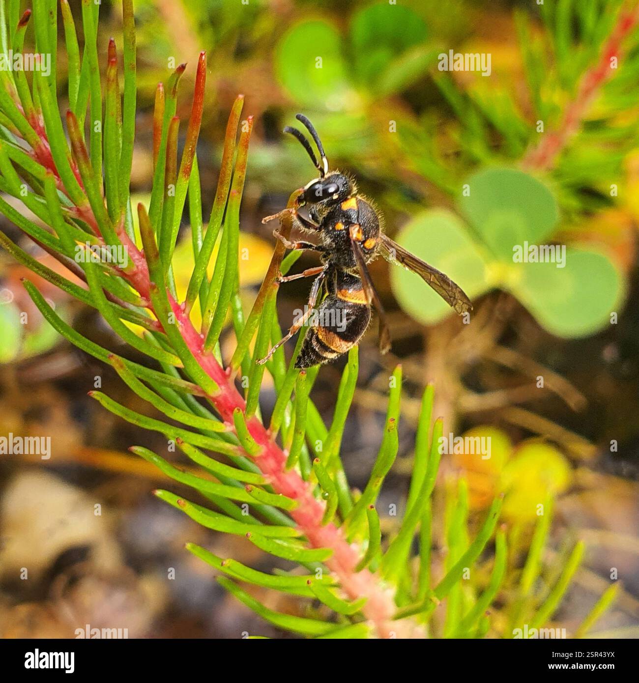 (Paralastor), Insecta, Australian Capital Territory, AU Stock Photo - Alamy
