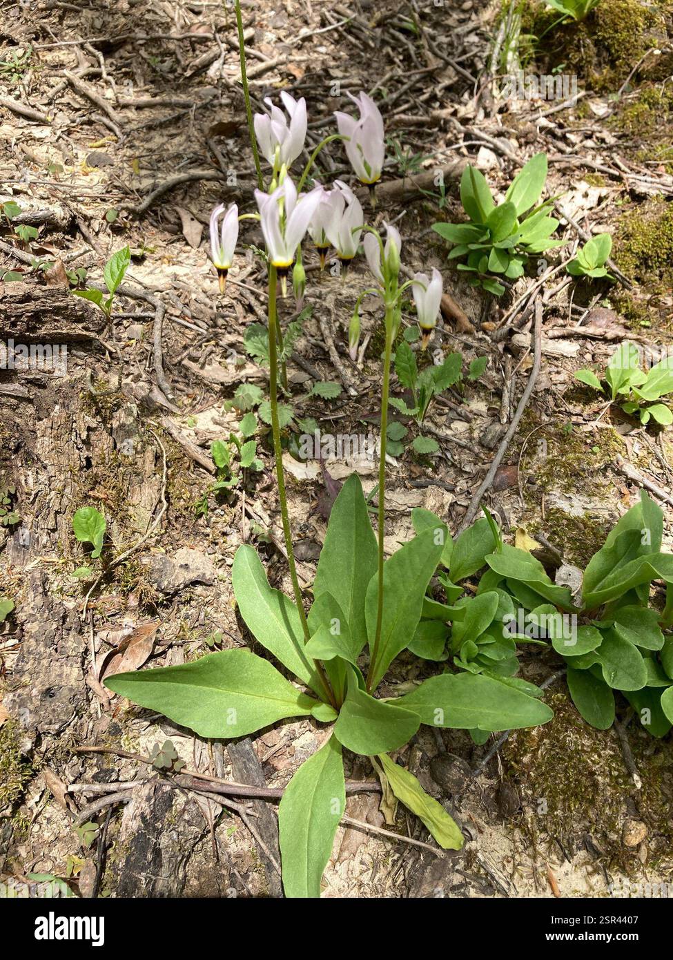 eastern shooting star (Primula meadia), Plantae, Bloomingdale, IN, US ...