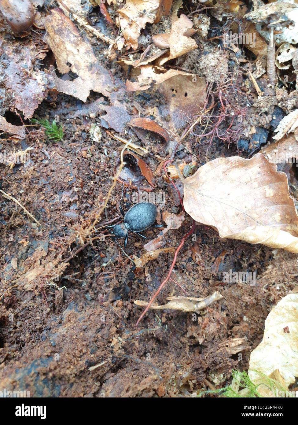 Snail Hunter (Cychrus caraboides), Insecta, Kirkinner, Newton Stewart ...