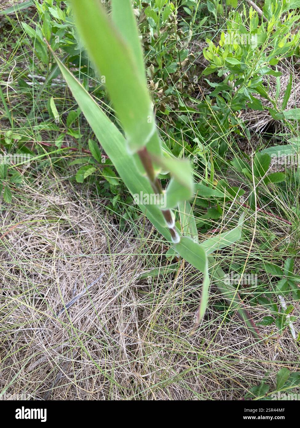Velvet Panicum (Dichanthelium scoparium), Plantae, Deer Park, TX, US ...