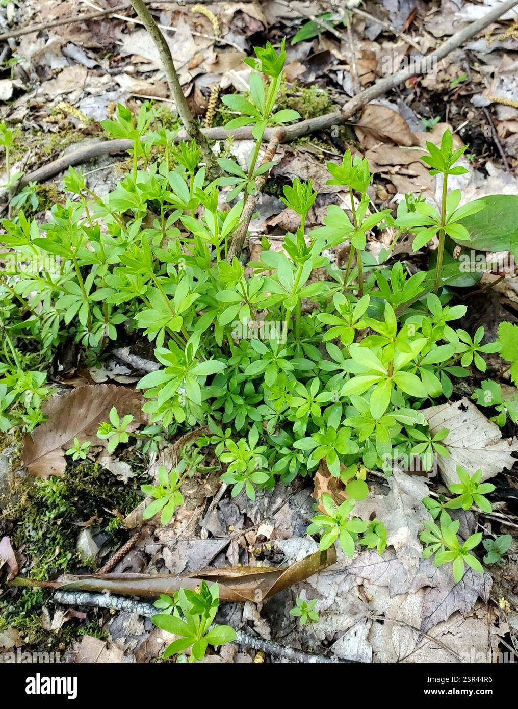 fragrant bedstraw (Galium triflorum), Plantae, Gatlinburg, TN 37738 ...
