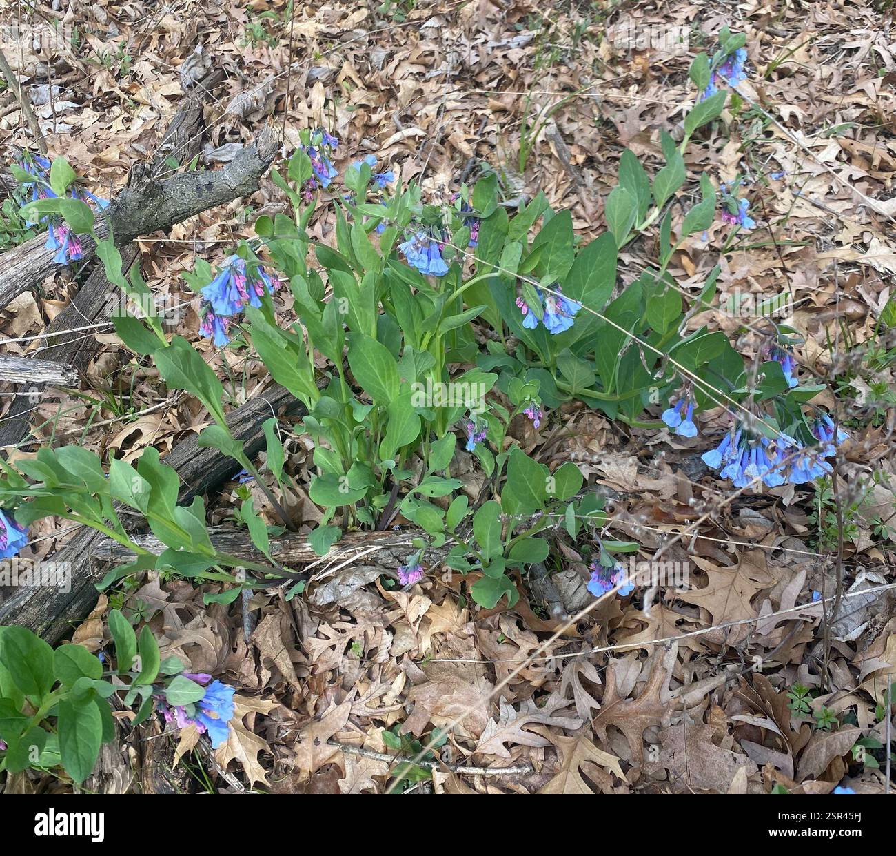 Virginia bluebells (Mertensia virginica), Plantae, Pulaski Woods (Cook ...