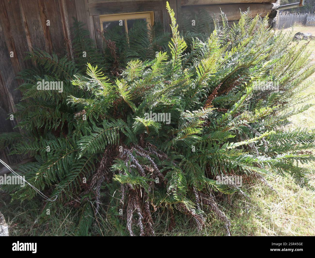 The steppes state reserve hi-res stock photography and images - Alamy