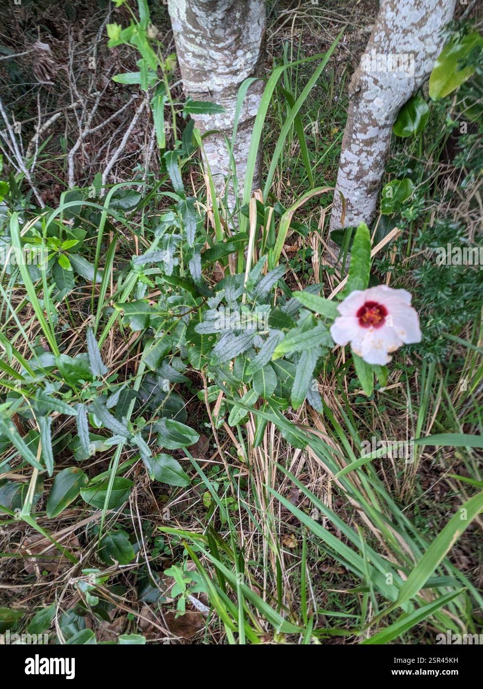 Spearleaf Swampmallow (Pavonia hastata), Plantae, Wyong - North-East ...