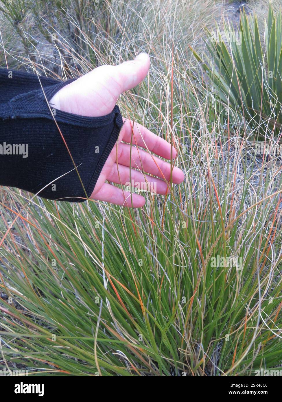 Narrow-leaved Snow Tussock (Chionochloa rigida), Plantae, Fern Burn Hut ...