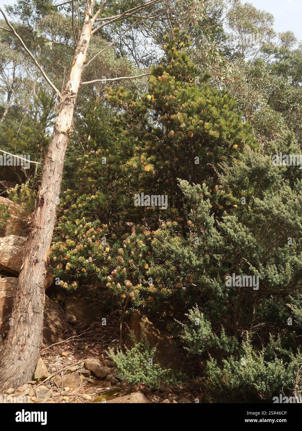 Silver Banksia (Banksia marginata), Plantae, Poatina Headrace Adit ...