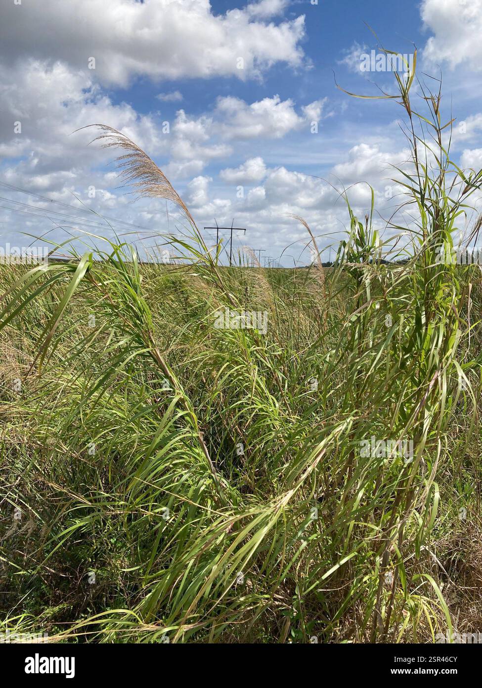 Burma Reed (Neyraudia reynaudiana), Plantae, Conservation Levee ...