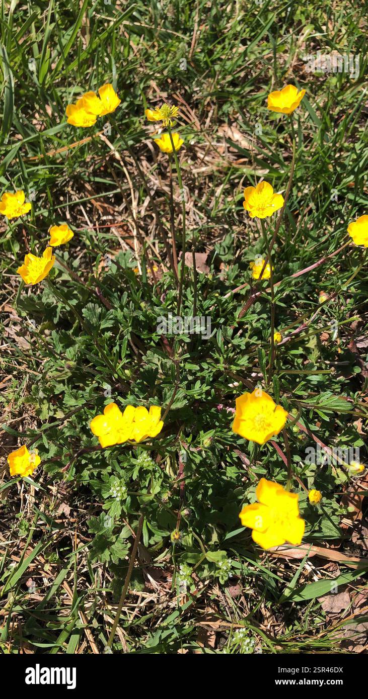 bulbous buttercup (Ranunculus bulbosus), Plantae, Yorktown, Tabb MS in ...