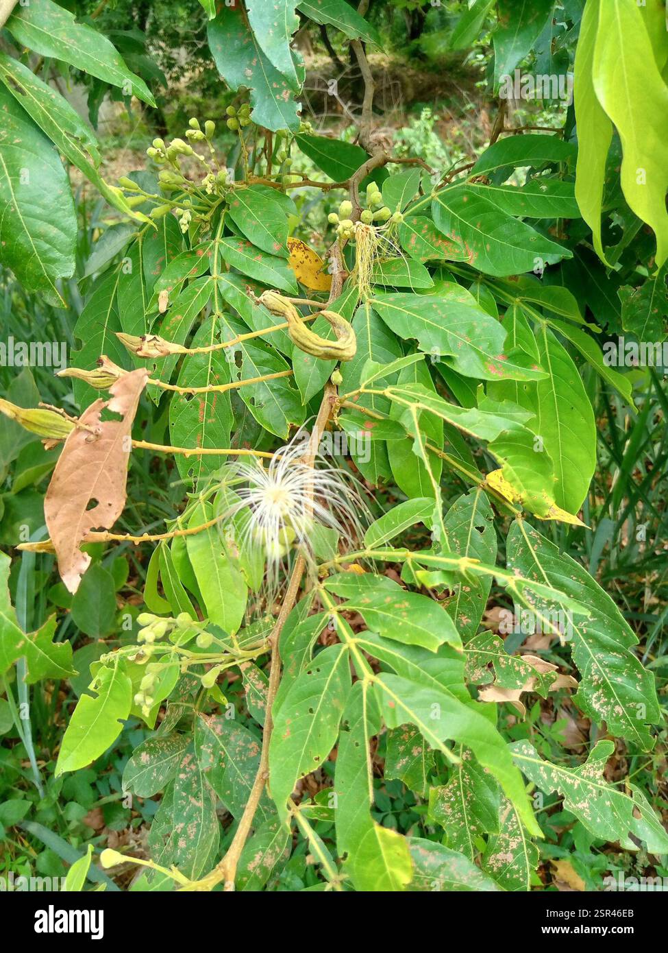 river koko (Inga vera), Plantae, 26WW+XQ, Guanare 3350, Portuguesa ...