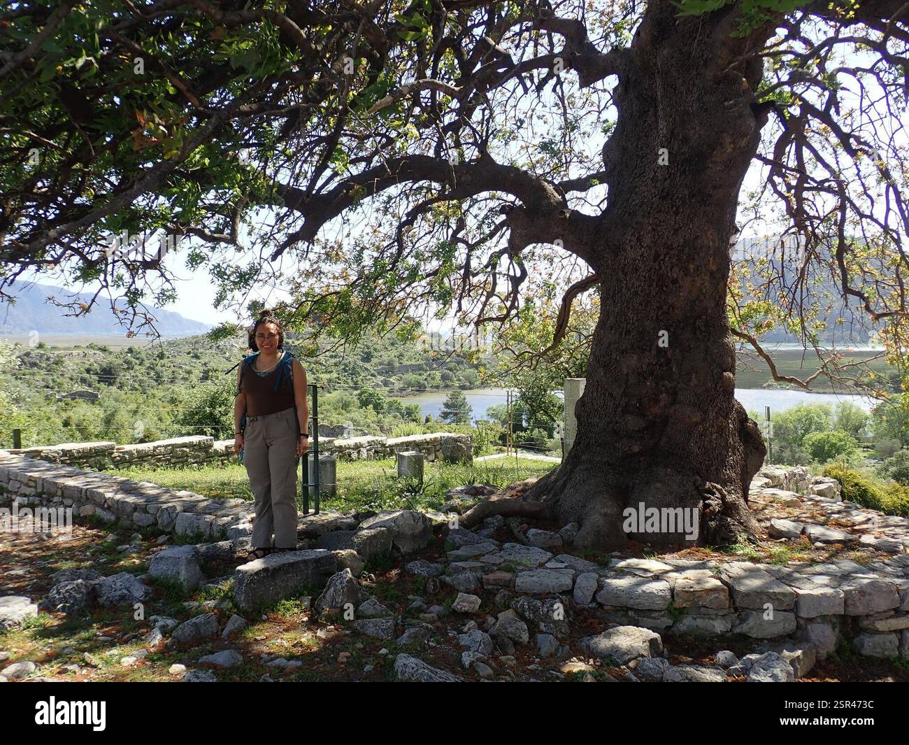 Mount Atlas mastic tree (Pistacia atlantica), Plantae, Kaunos Antik ...