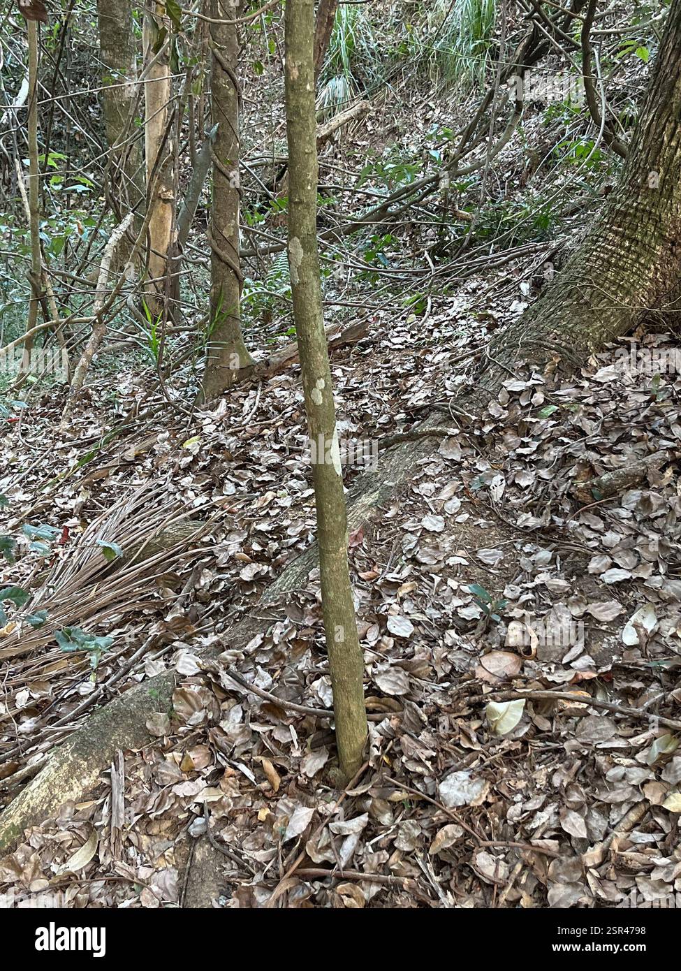 Brush Caper Berry (Capparis arborea), Plantae, Mount Cotton, QLD, AU ...