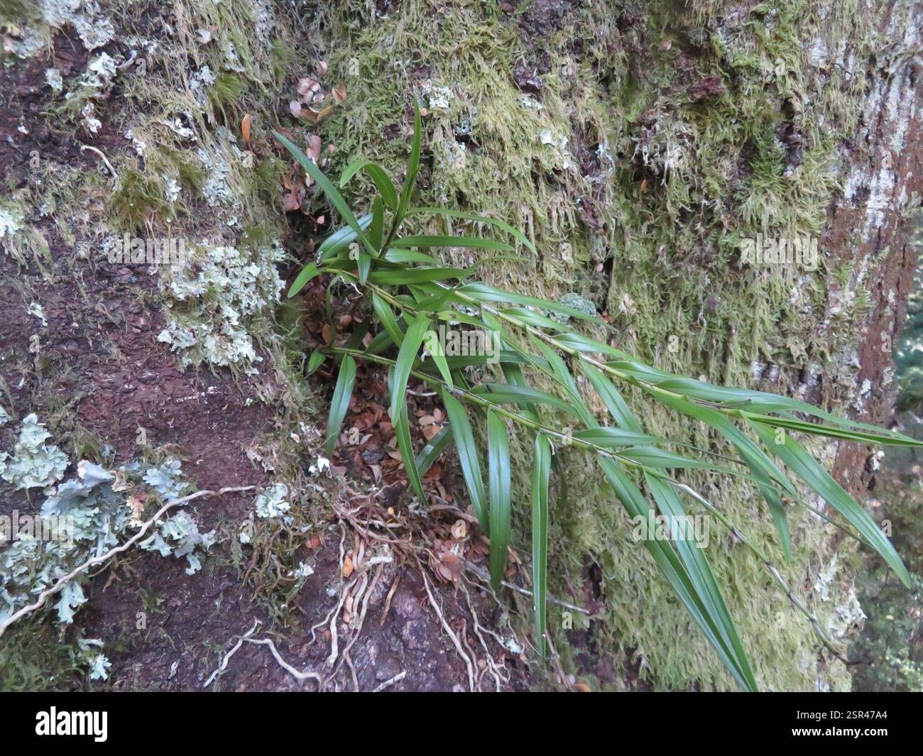 Easter Orchid (Earina autumnalis), Plantae, Circle Track View Point ...