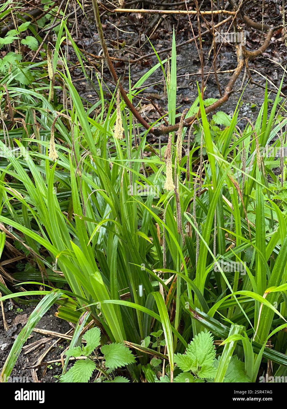 Hanging sedge (Carex pendula), Plantae, Arterial Road, Rayleigh ...