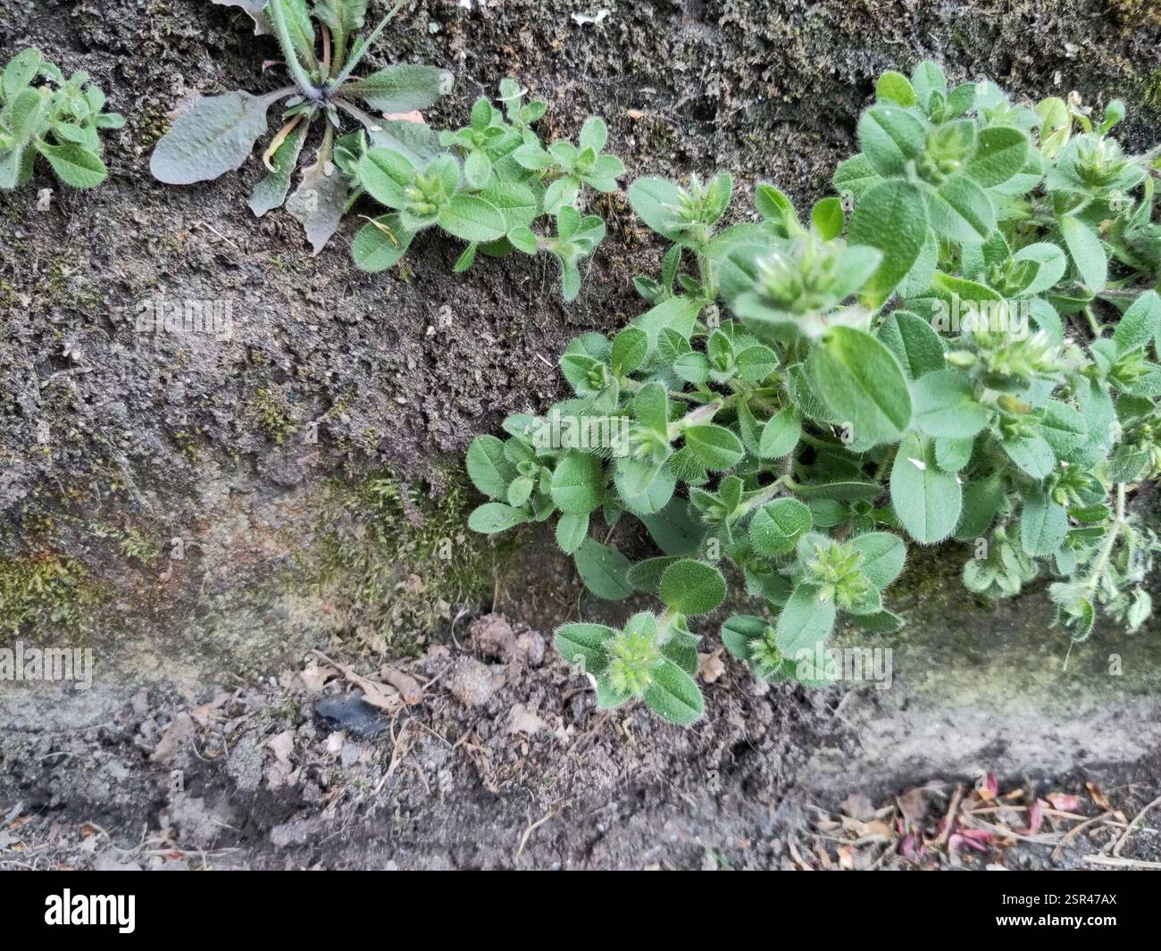 Sticky mouse-ear chickweed (Cerastium glomeratum), Plantae, Glasgow ...