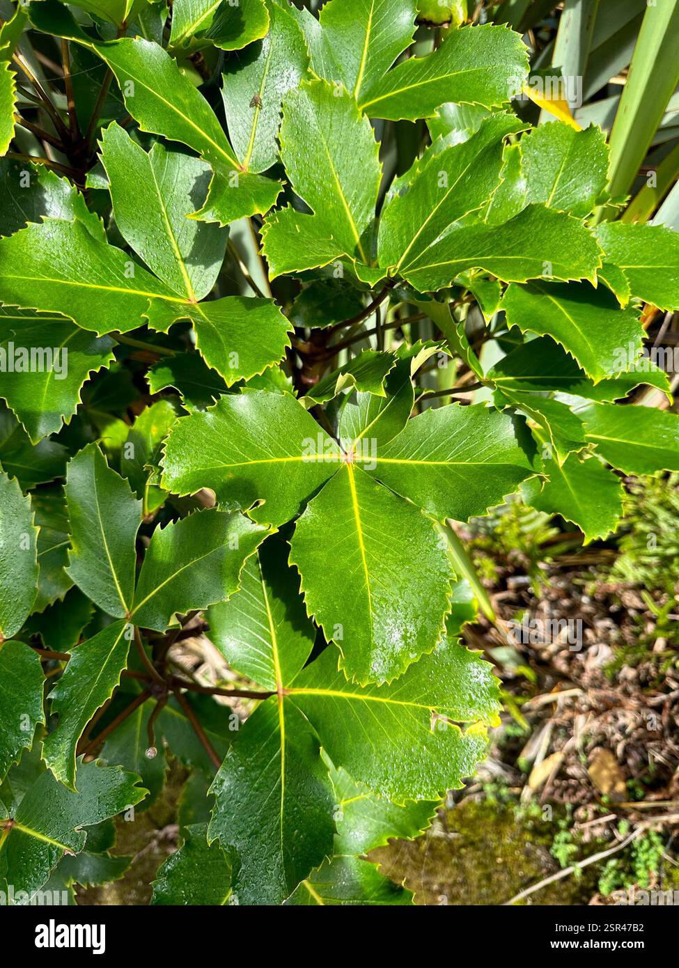 Mountain Five Finger (Pseudopanax colensoi), Plantae, Paparoa National ...