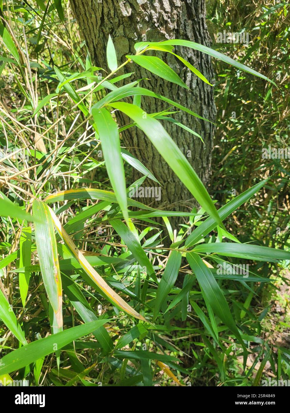 river cane (Arundinaria gigantea), Plantae, Lacombe, LA 70445, USA Stock Photo - Alamy