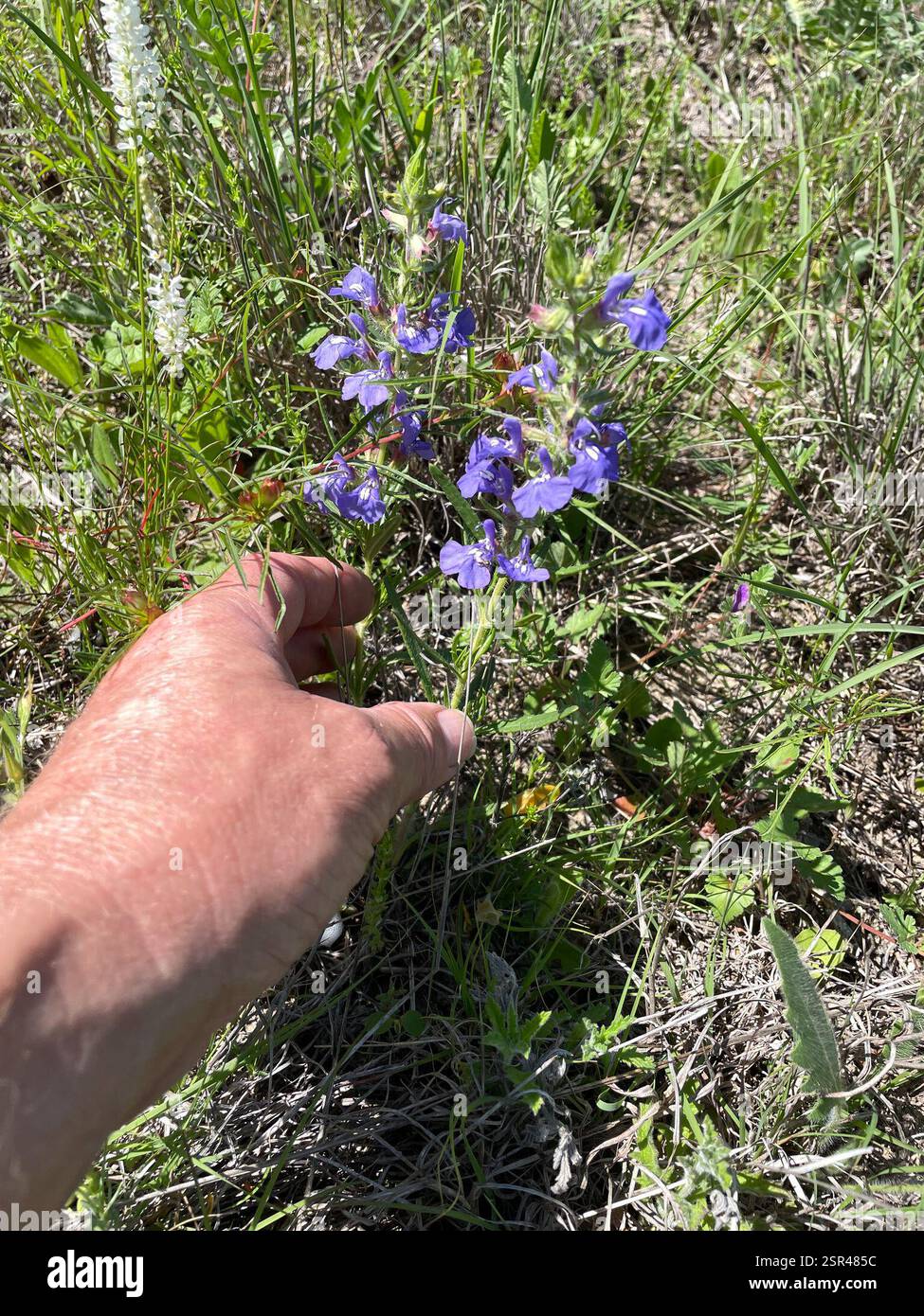 Texas Sage (Salvia texana), Plantae, FM-1690, Gatesville, TX, US Stock ...