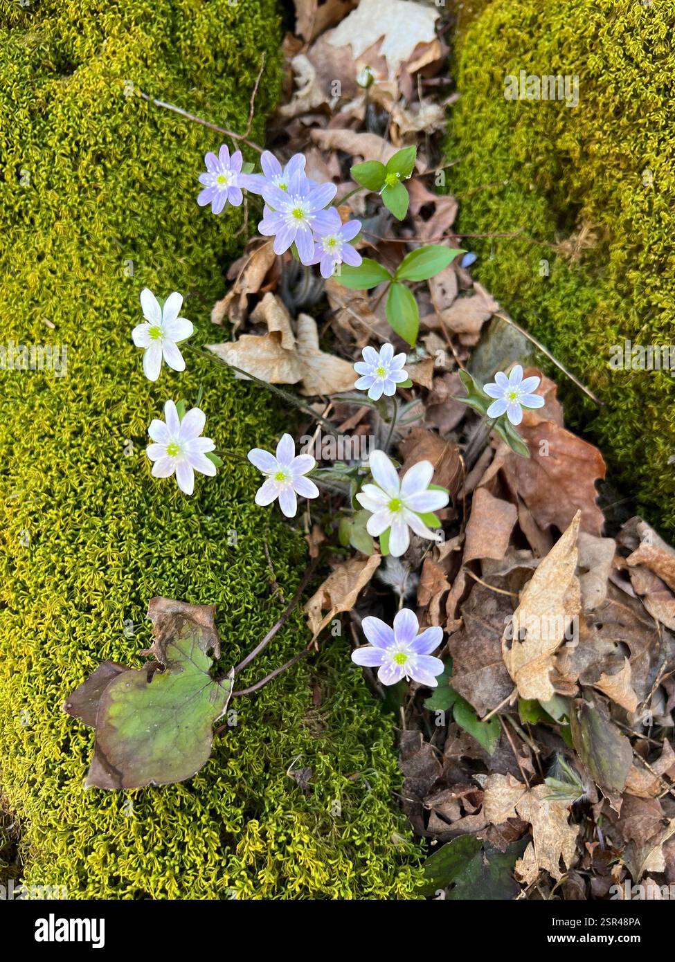 sharp-lobed hepatica (Hepatica acutiloba), Plantae, Buttermilk Falls ...