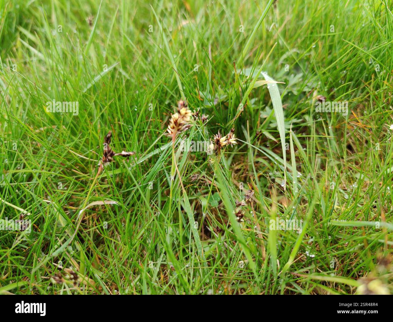 Field woodrush (Luzula campestris), Plantae, Troisvierges, Luxembourg ...