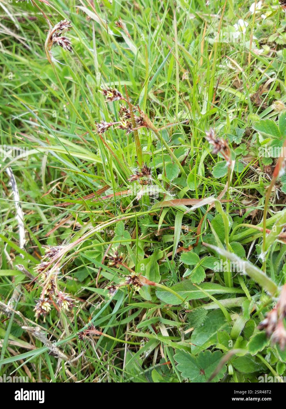 Field woodrush (Luzula campestris), Plantae, Luxembourg, Wallonie, BE ...