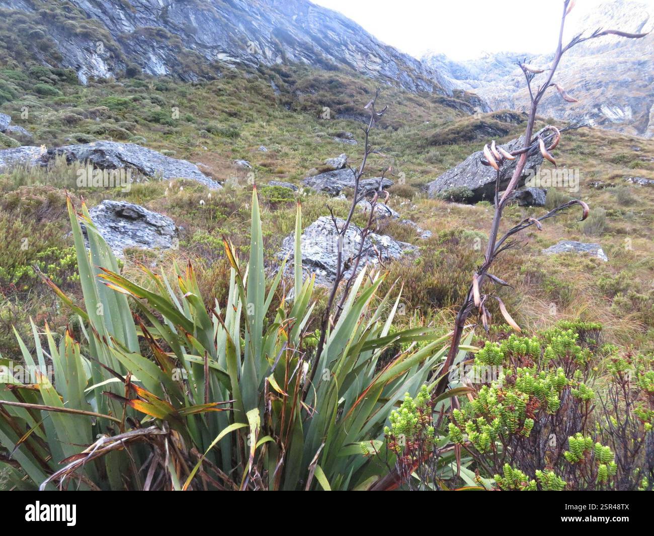 Mountain flax (Phormium cookianum), Plantae, Routeburn Track Stock ...
