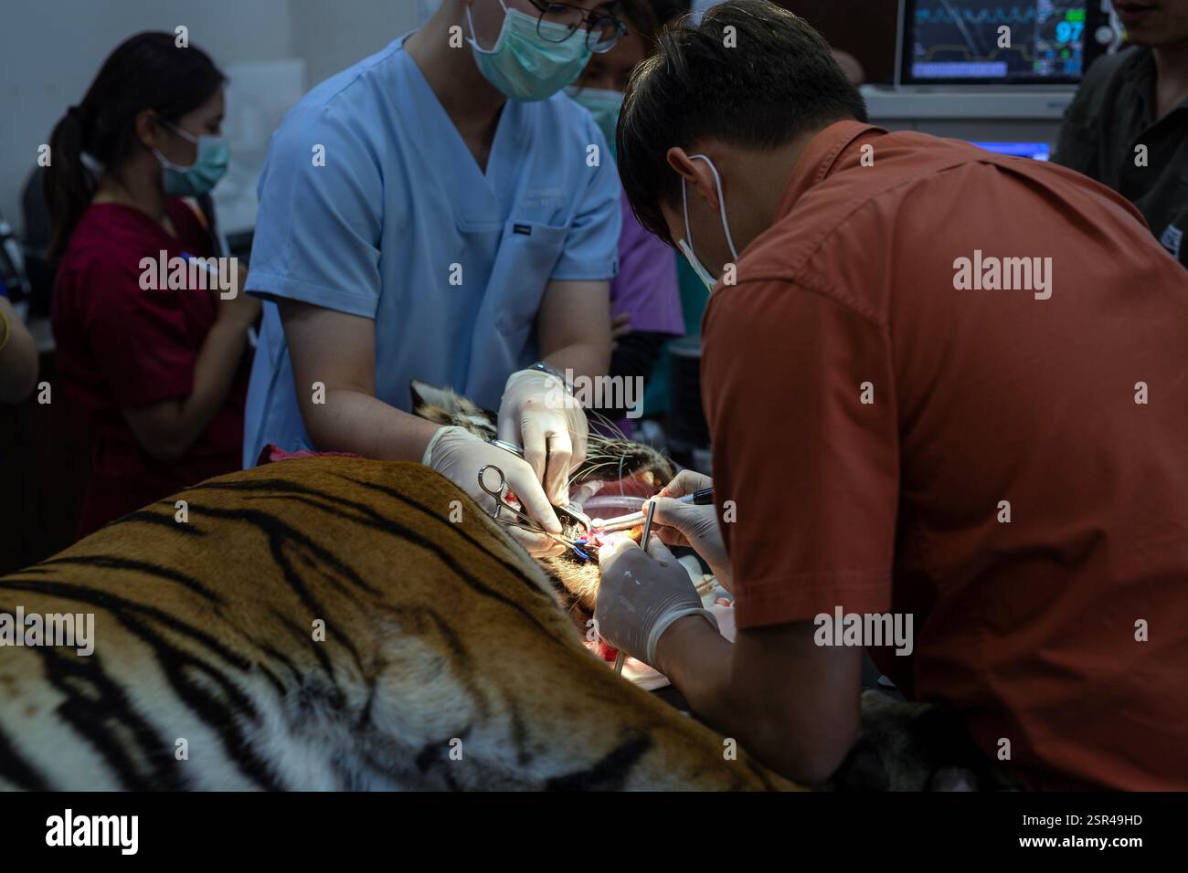 Chiang Mai, Thailand. 14th Feb, 2025. The veterinarians are treating ...