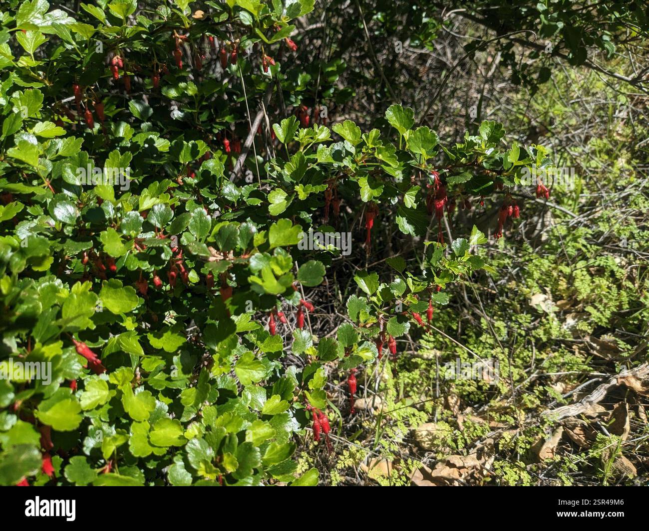 Fuchsiaflower Gooseberry (Ribes speciosum), Plantae, Santa Barbara, CA ...