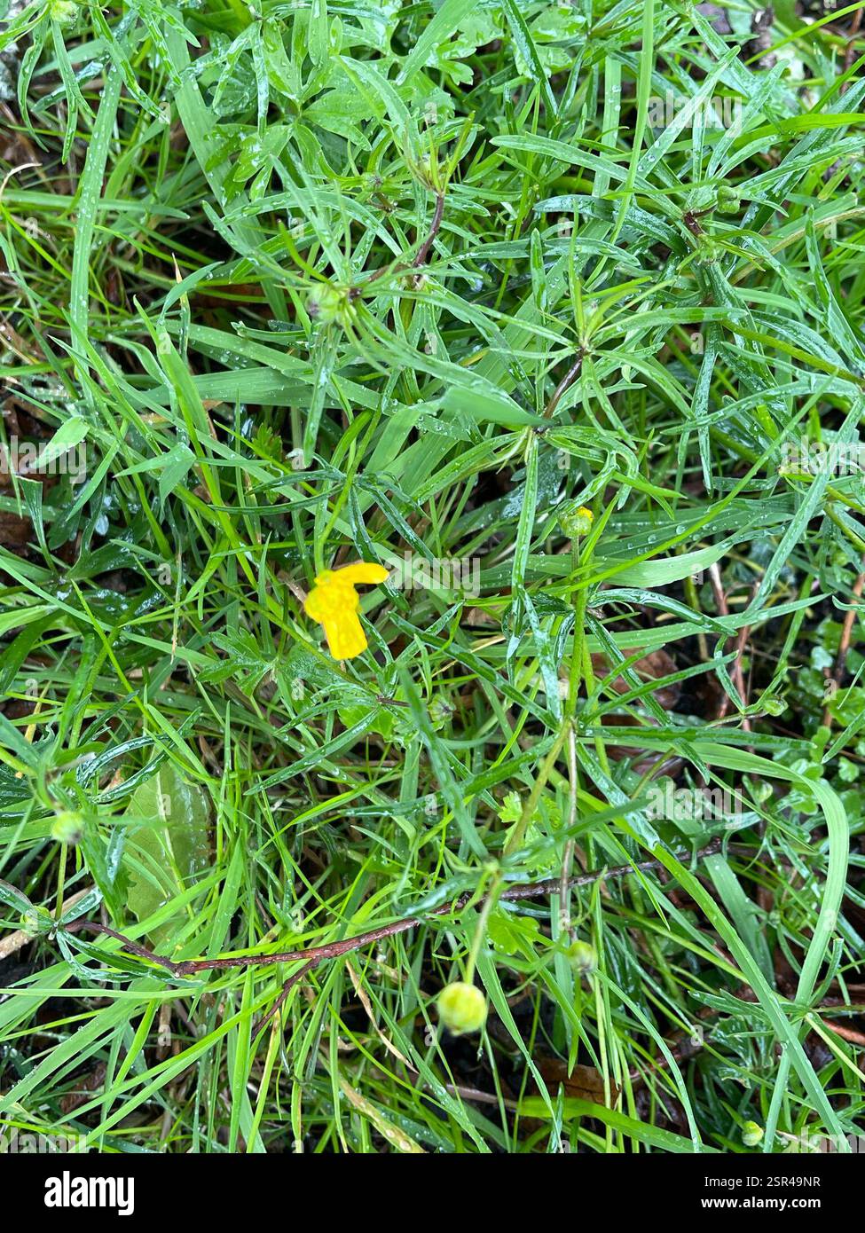 Goldilocks Buttercup (Ranunculus auricomus), Plantae, Croxteth Country ...