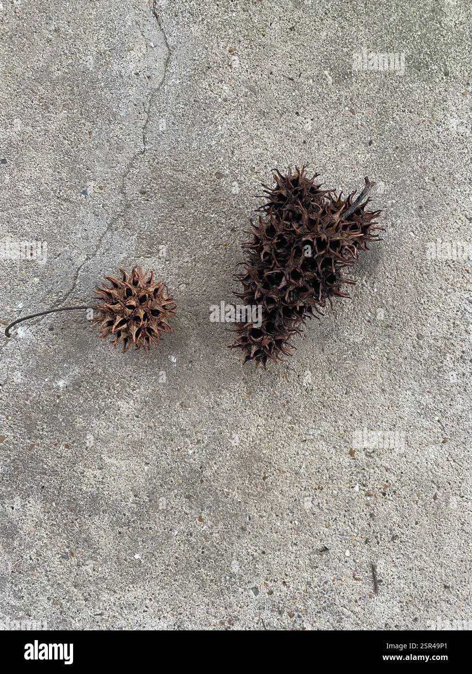 American sweetgum (Liquidambar styraciflua), Plantae, Cobblestone Ct ...