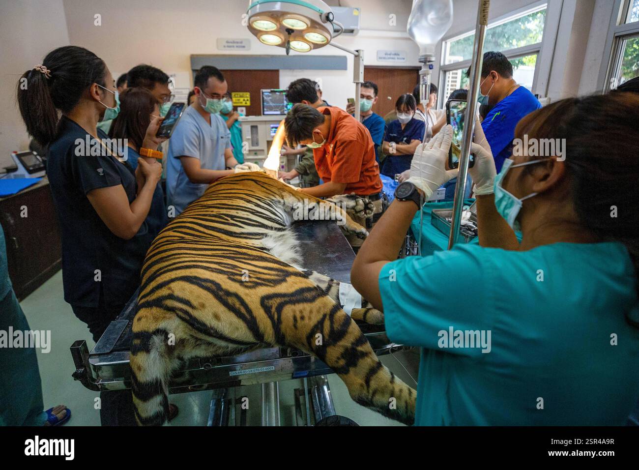 Chiang Mai, Thailand. 14th Feb, 2025. The veterinarians are treating ...