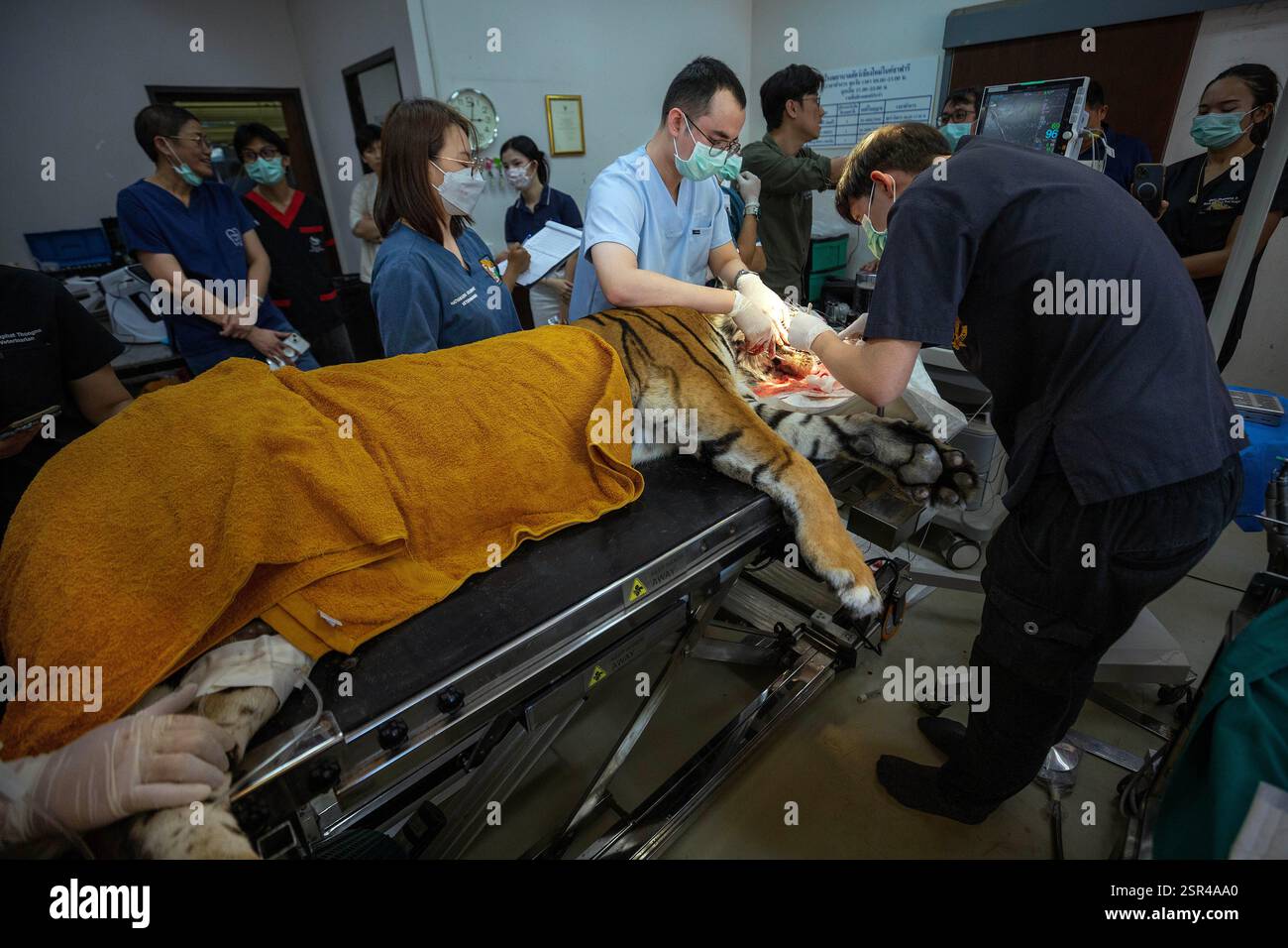 Chiang Mai, Thailand. 14th Feb, 2025. The veterinarians are treating ...