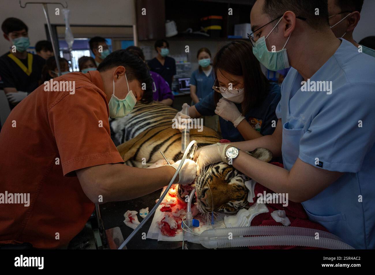 Chiang Mai, Thailand. 14th Feb, 2025. The veterinarians are treating ...