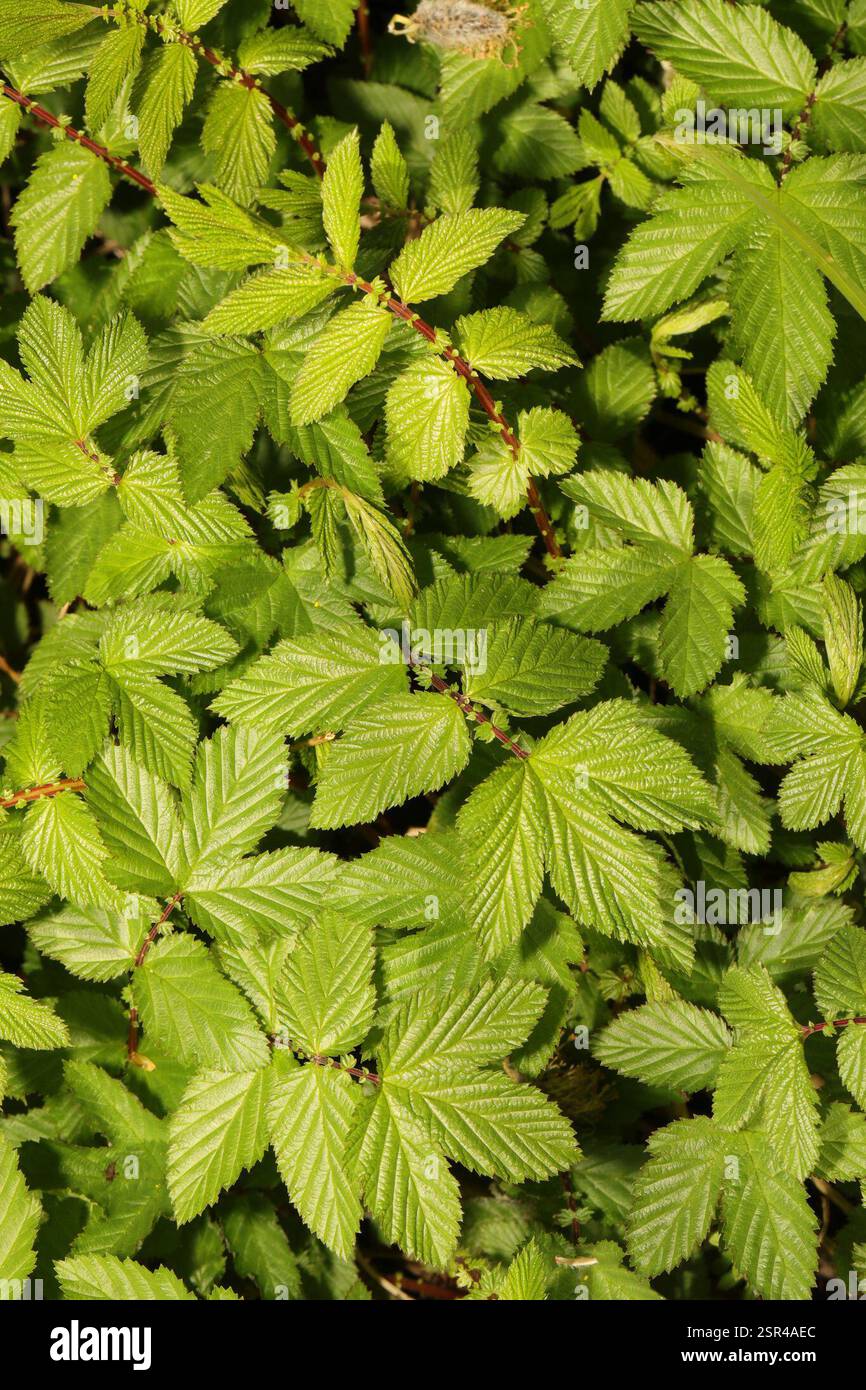 Meadowsweet (Filipendula ulmaria), Plantae, Court Hey Park, Roby Road ...