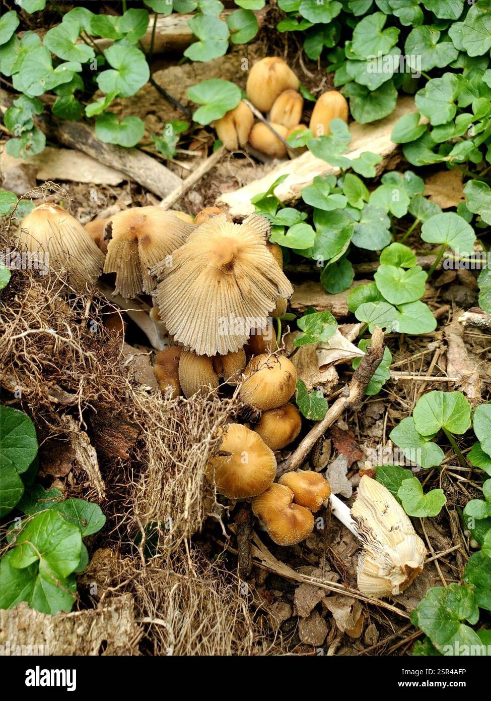 Gladwyne hi-res stock photography and images - Alamy