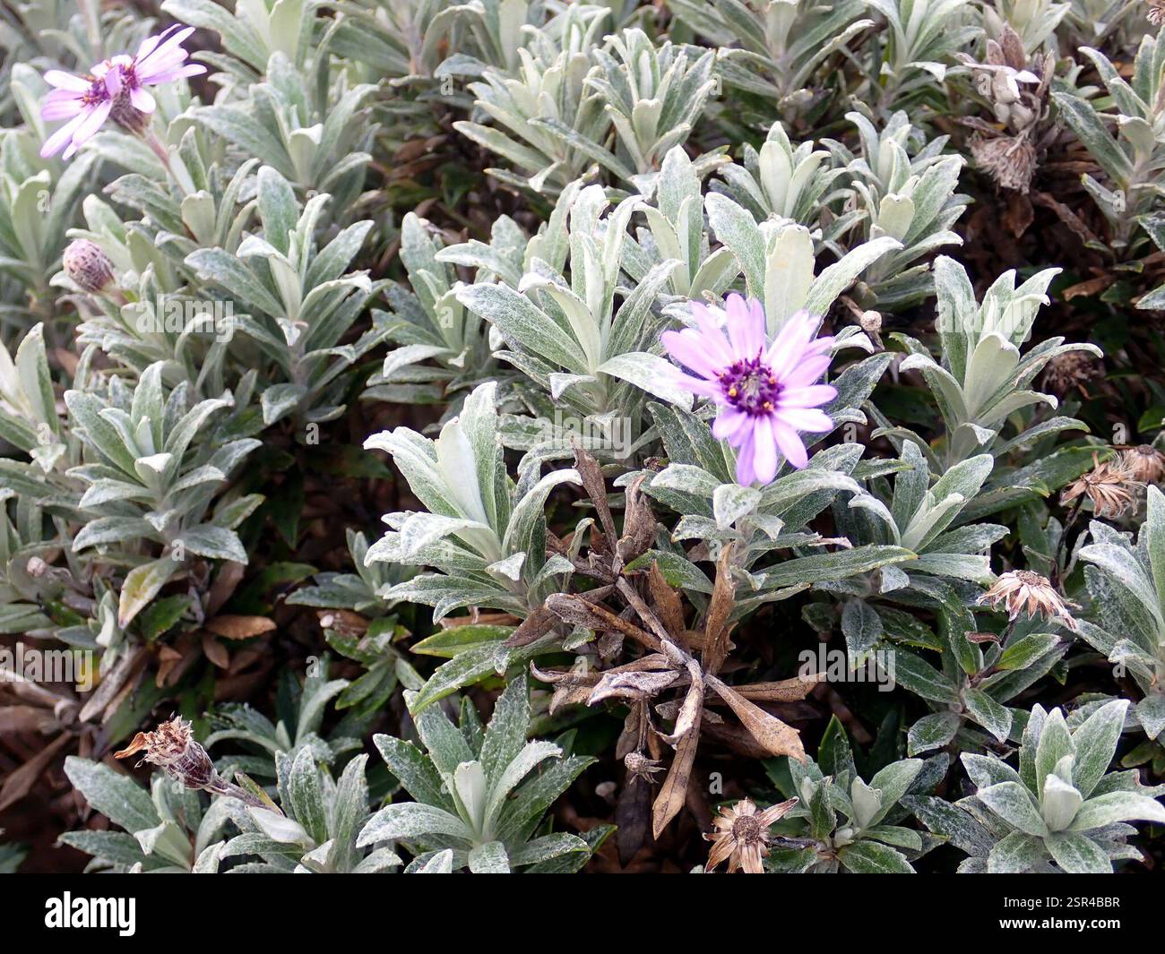 Chatham Aster (Macrolearia semidentata), Plantae, Waitangi, NZ-CI, NZ ...