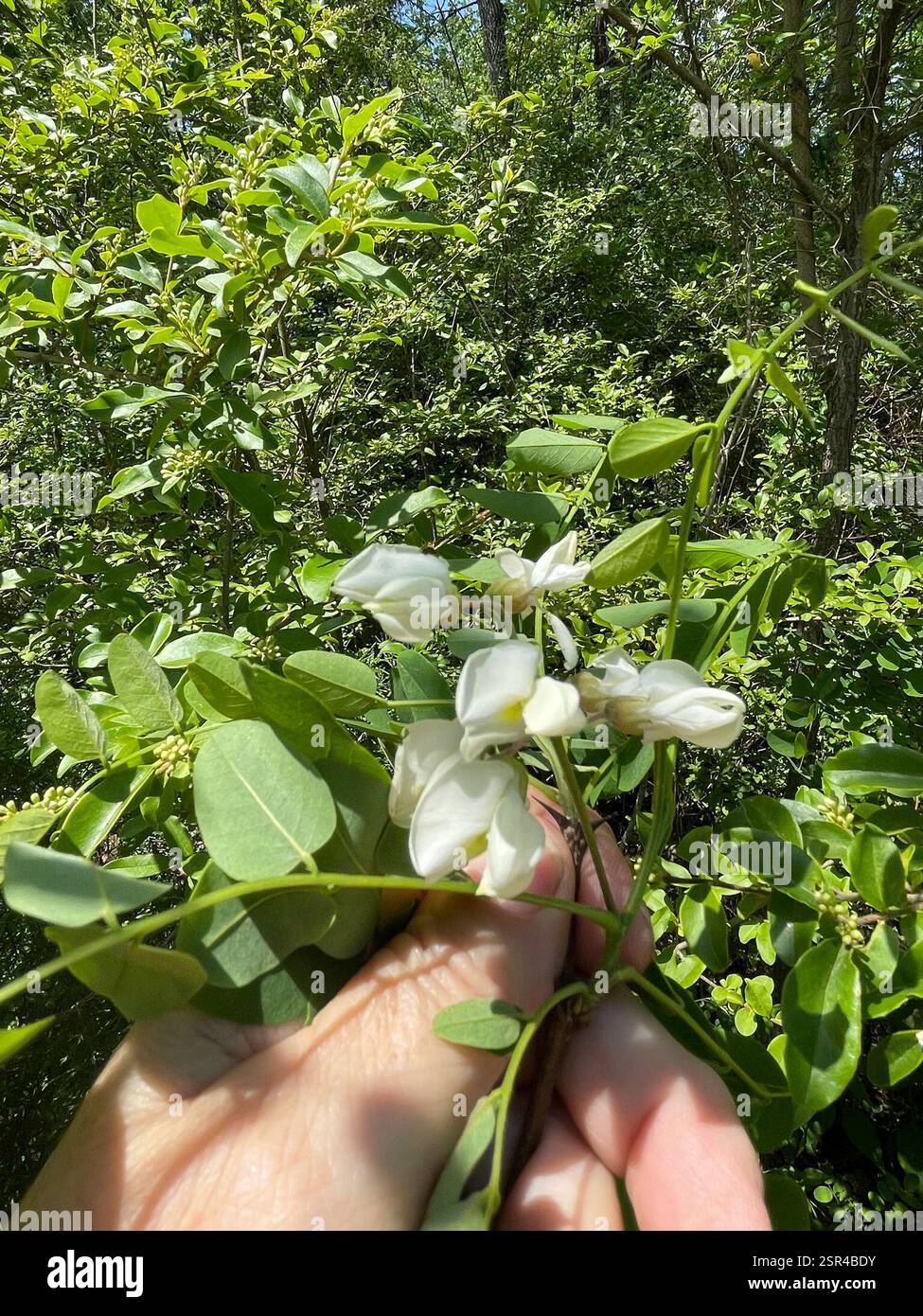 black locust (Robinia pseudoacacia), Plantae, Cairo Rd, Morven, NC, US ...