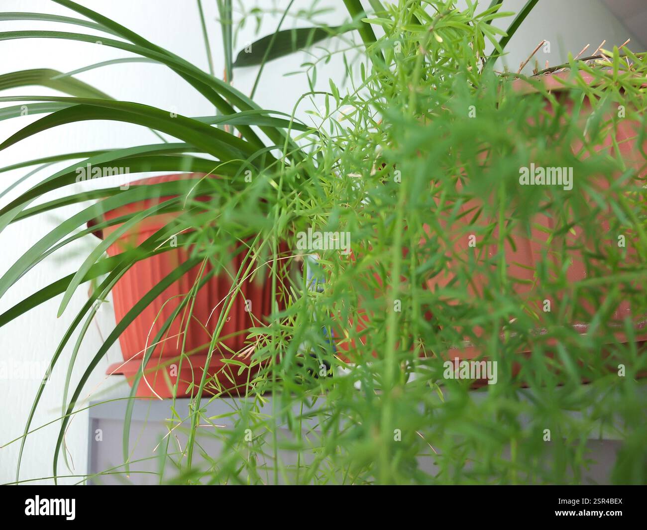 Asparagus Sprengeri is a genus of flowering plants in the family ...