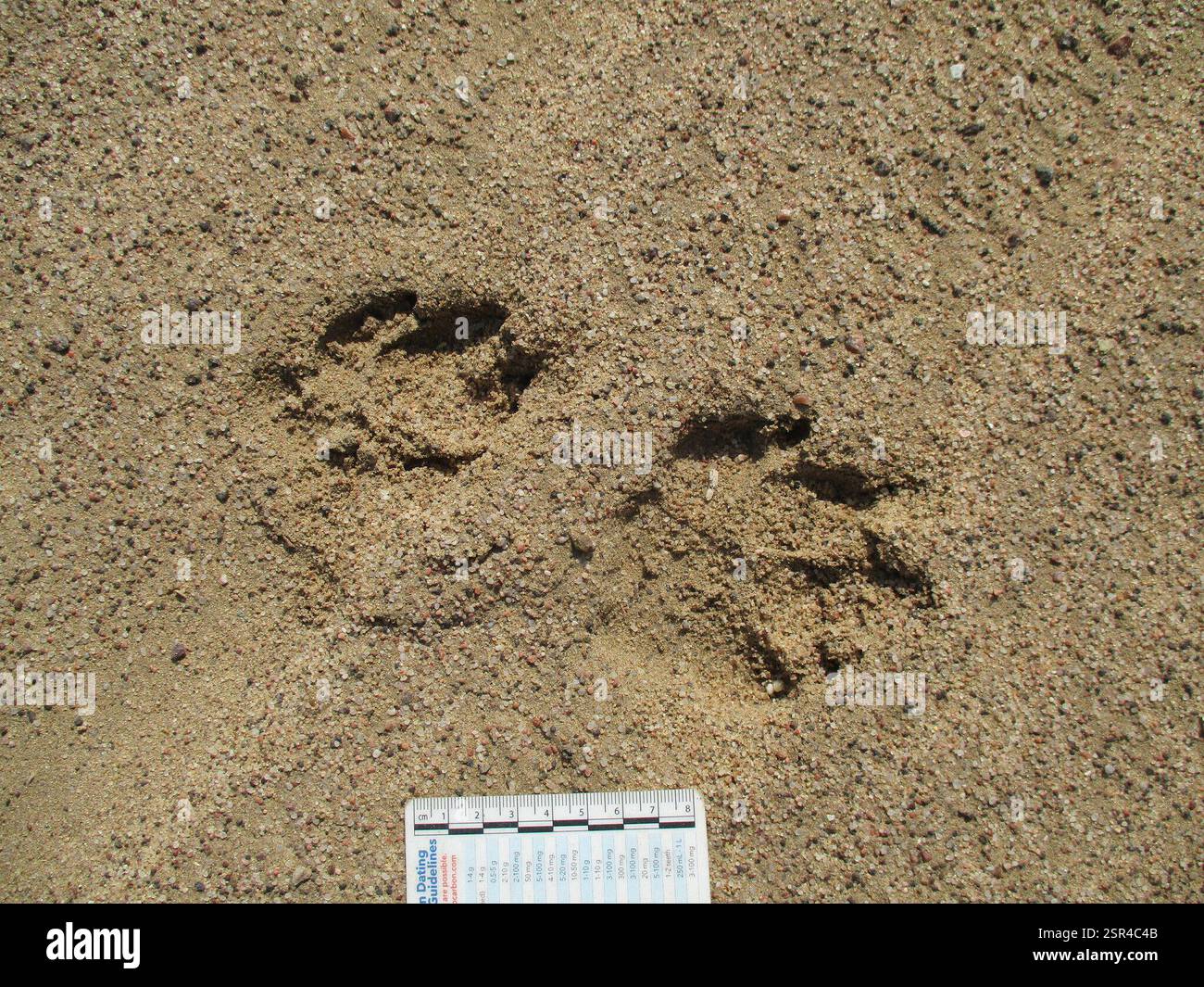 Lion (Panthera leo), Mammalia, Sesfontein, Skeleton Coast Park, NA-KU ...