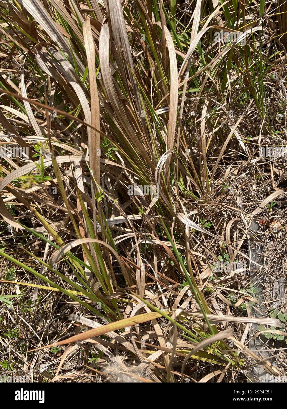 Cogon Grass (Imperata cylindrica), Plantae, Florida Atlantic University ...